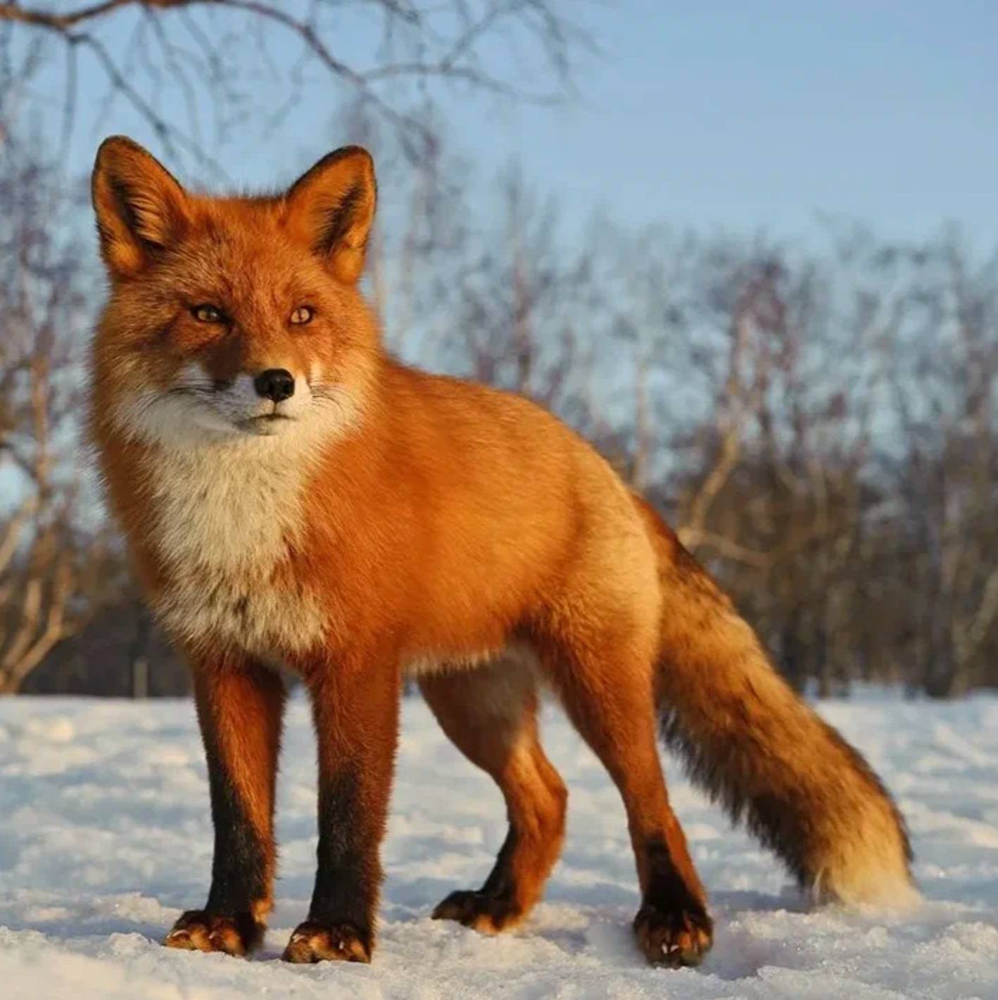 Лиса🦊 Аватар автора