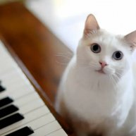 Kates Piano Аватар автора