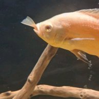 АкваМишаня Аватар автора