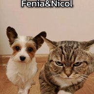 Fenia and Nikol Slastenki (Alenka Slastenka Pets) Аватар автора