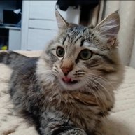 КотоПёс Аватар автора