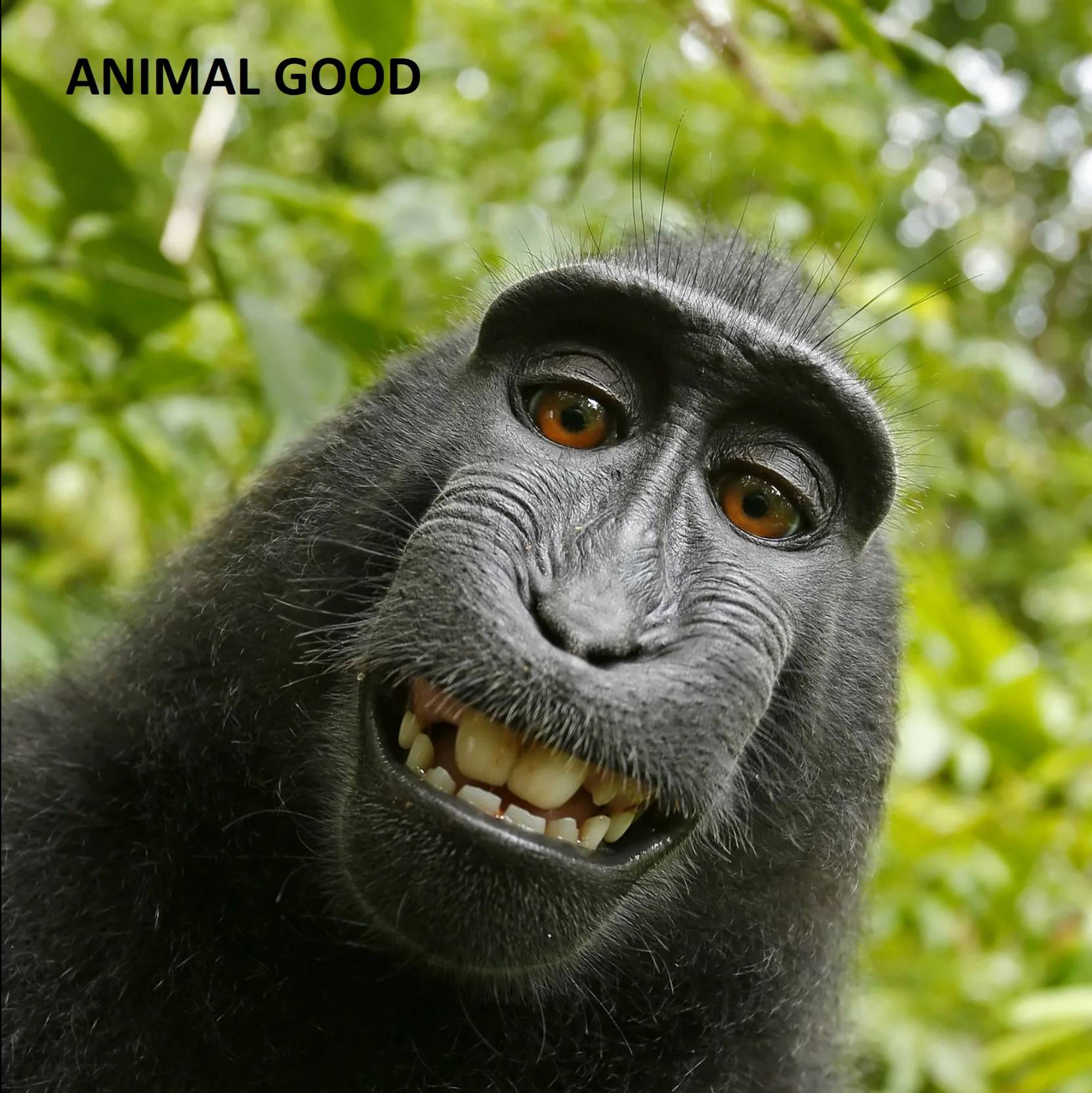 Animal Good