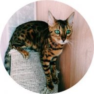 Кошка Белка Аватар автора
