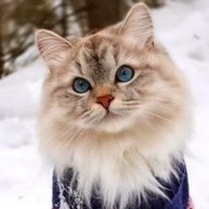 Перезаливы Аватар автора