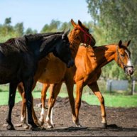Конный двор Троицкое Аватар автора