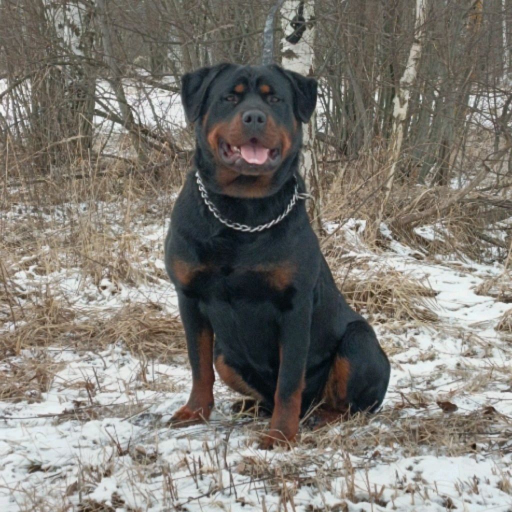 Кинологический питомник Ротвейлеров СКОР Аватар автора
