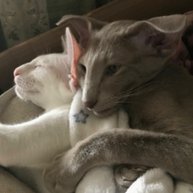 Ориенталы Филимон & Гриша Аватар автора