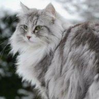 Pupuchka Аватар автора