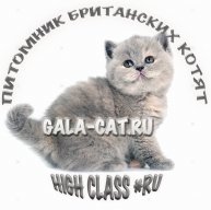 GALA-CAT - British kittens from High Class Cattery Аватар автора