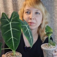 Цветы Вероники Аватар автора