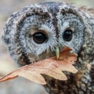 LittleOwl13 Аватар автора