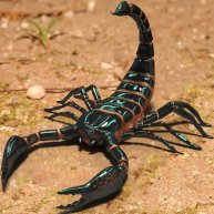 BlackScorpion Аватар автора