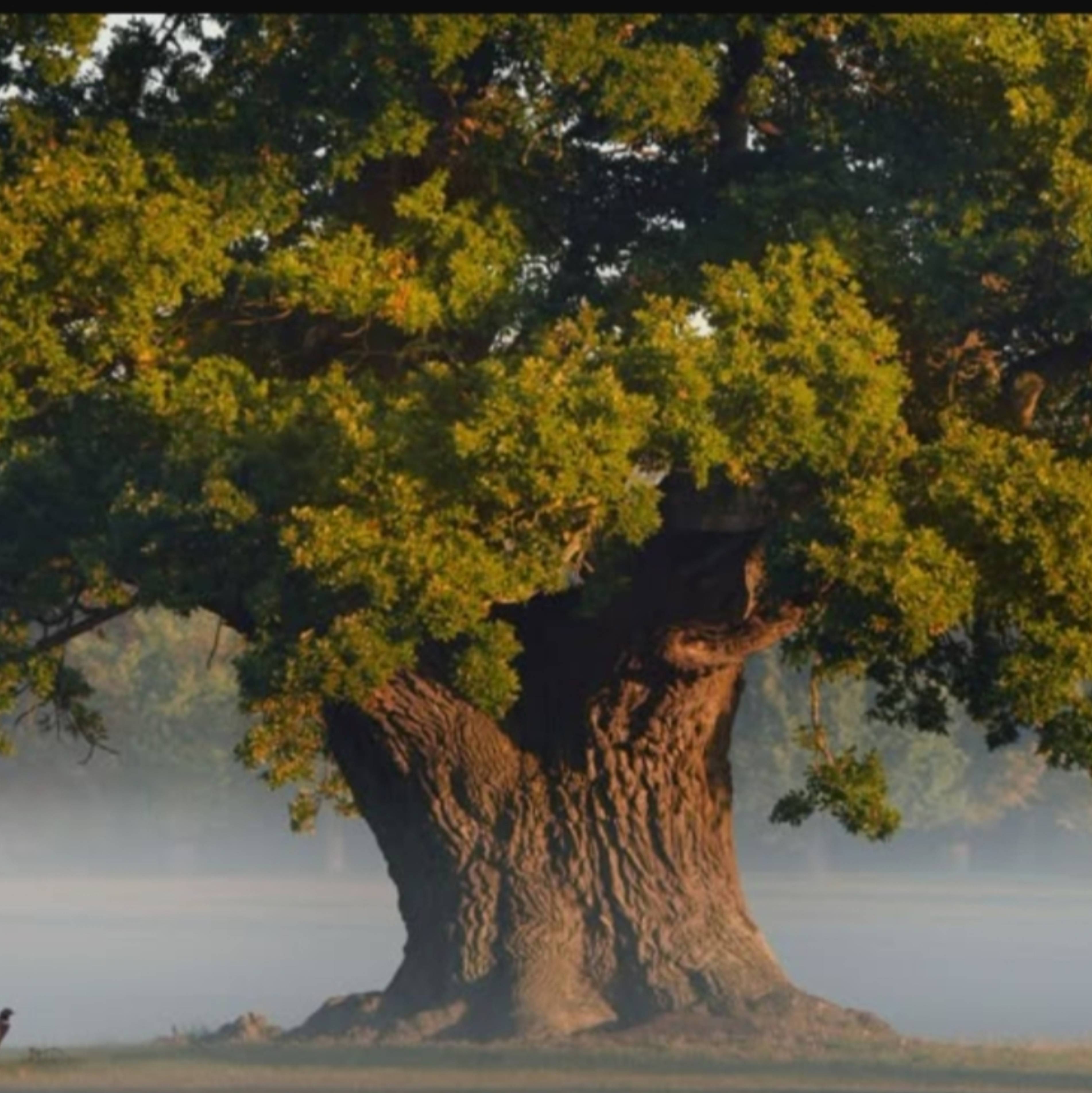 Лесной дневник Аватар автора
