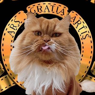 Funny Cats