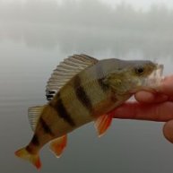МИКРОFISHING Аватар автора