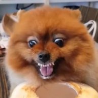 CreepySpitz Аватар автора
