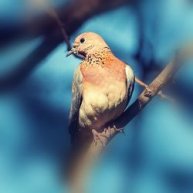 Bird. Аватар автора