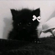 rebornSTESHA🎀 Аватар автора