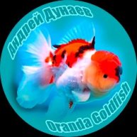 Андрей Дунаев - Oranda Goldfish Аватар автора