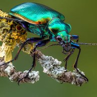 Самые удивительные насекомые / Insecta Аватар автора