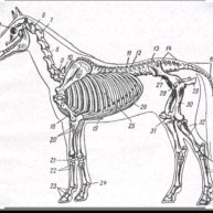 Лиза﹤3 Аватар автора
