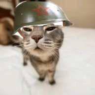 Которекс военный Аватар автора