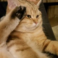 Wicked_Mitten Аватар автора
