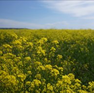 Видео копилка Аватар автора