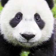 🐼 панда 🐼 Аватар автора