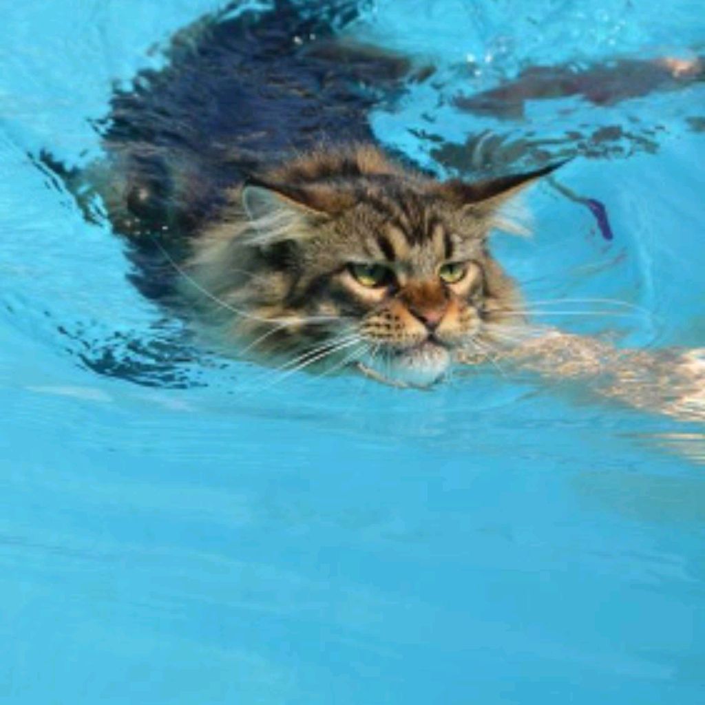 🌃Water🍶CAT_🐈 Аватар автора