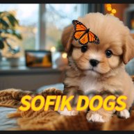 SOFIK DOGS Аватар автора