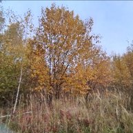 Зебра на пенсии Аватар автора
