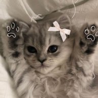 _Vika272 перезаливы_ Аватар автора