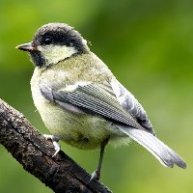 tube Аватар автора