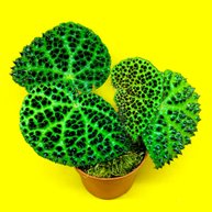 Begonia Аватар автора