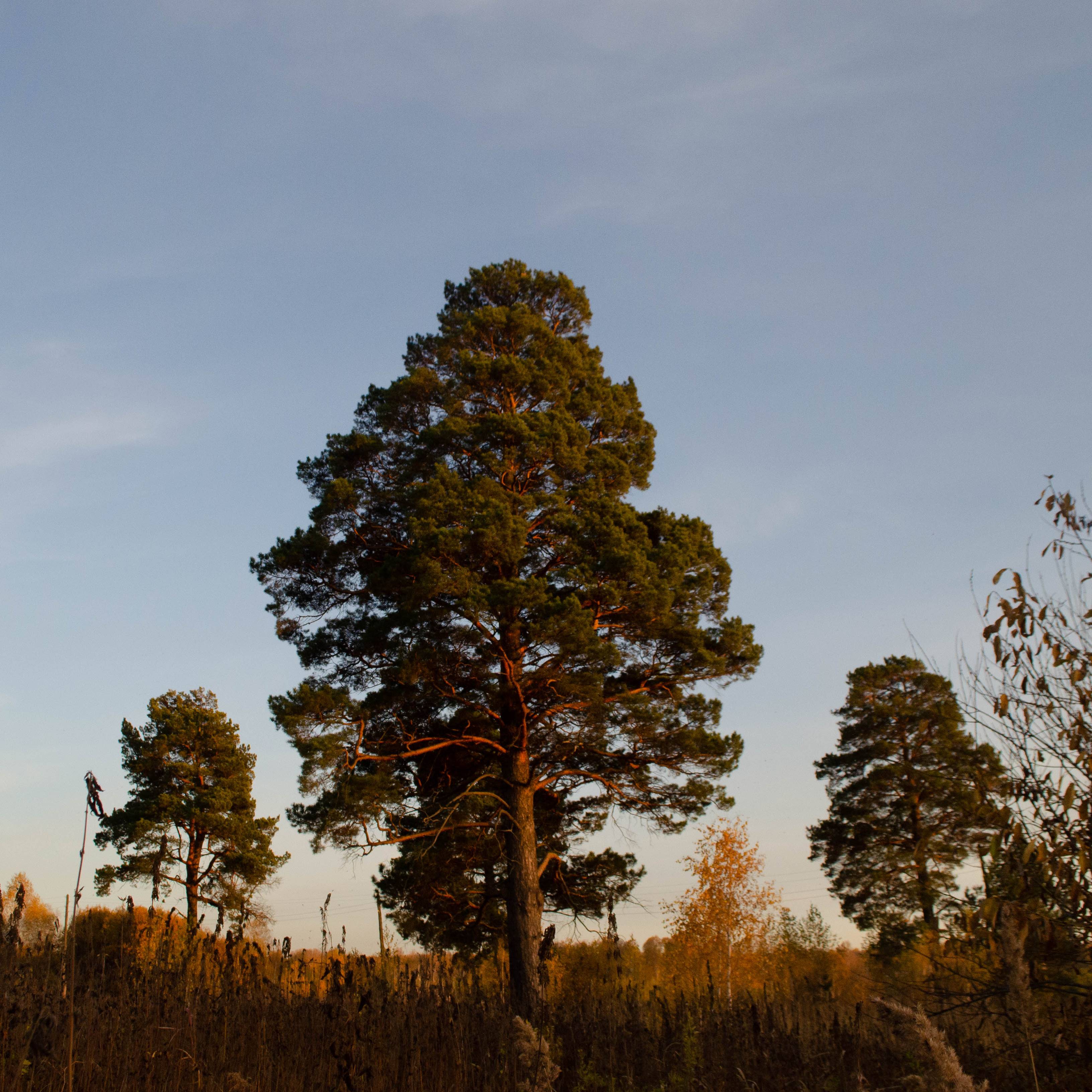 Russian folk Аватар автора