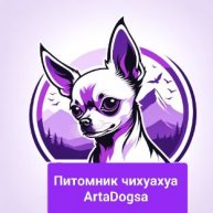 Питомник чихуахуа Artadogsa Аватар автора