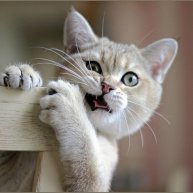 Пульсар Games Аватар автора