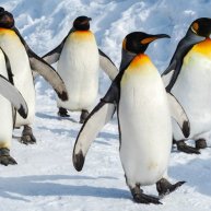 ALT Linux Team Аватар автора