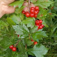 Вкус жизни Аватар автора