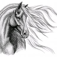 wildhors Аватар автора