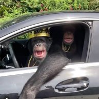ЯВасян Аватар автора