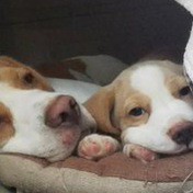 Beagle&Beagle Аватар автора