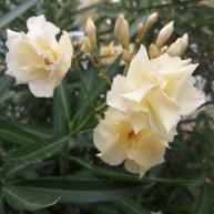 Rhododendron Аватар автора