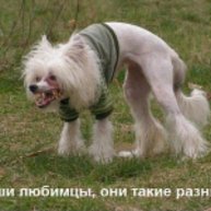 День р приколы баги Аватар автора