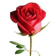 Elbereth de Lioncourt Versaille's Rose Аватар автора