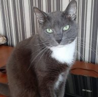 Gato Plateado Аватар автора