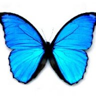 butterfly Аватар автора