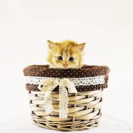 Cat House Аватар автора