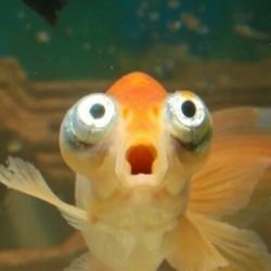 Fish climber Аватар автора